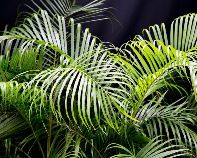 How to Grow Palms: A Complete Guide and Growing Tips | Yates Australia