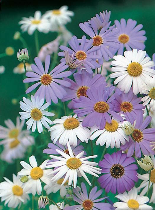 Swan River Daisy | Garden Seeds Yates Australia