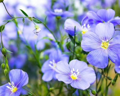 How to grow Flax