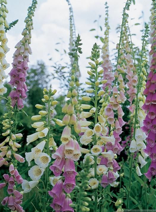 Foxglove Foxy | Garden Seeds Yates Australia