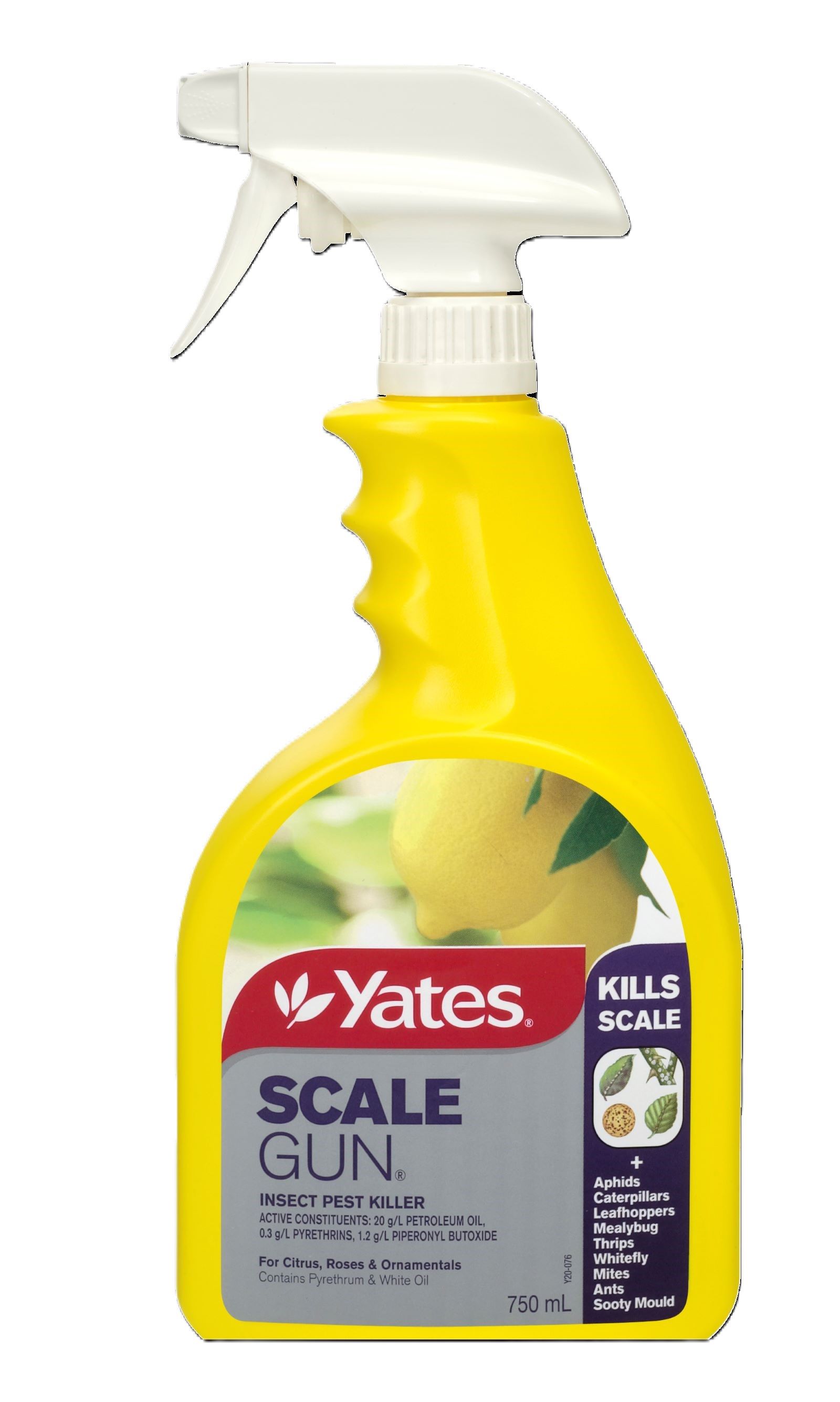 How to Get Rid of Scale Insects in Your Garden | Yates Australia
