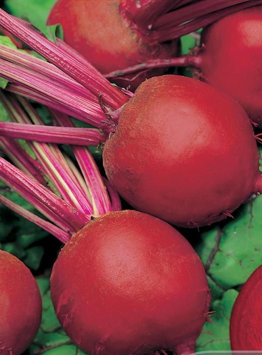 Beetroot Derwent Globe | Garden Seeds Yates Australia