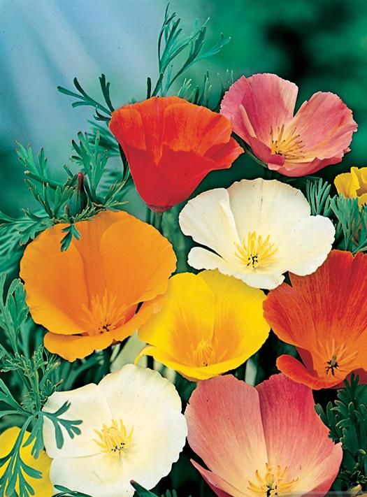 Californian Poppy Sunshine Mix | Garden Seeds Yates Australia