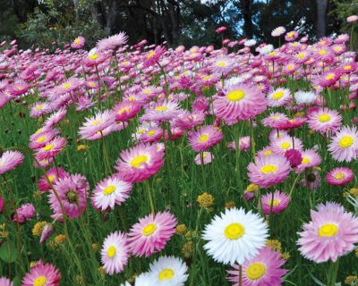 How to Grow Pink Paper Daisy | Yates Australia