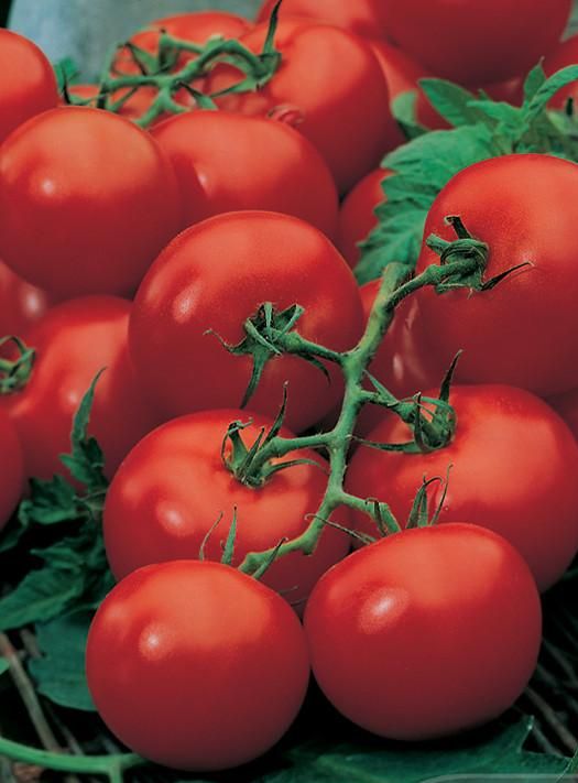 Tomato Tommy Toe | Garden Seeds Yates Australia