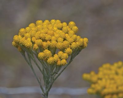 How to Grow Yellow Buttons | Yates Australia
