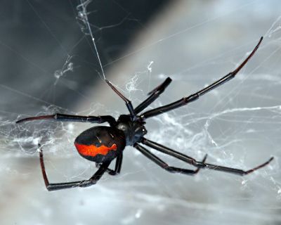 How to Get Rid of Redback Spiders in Your Home & Garden | Yates AU