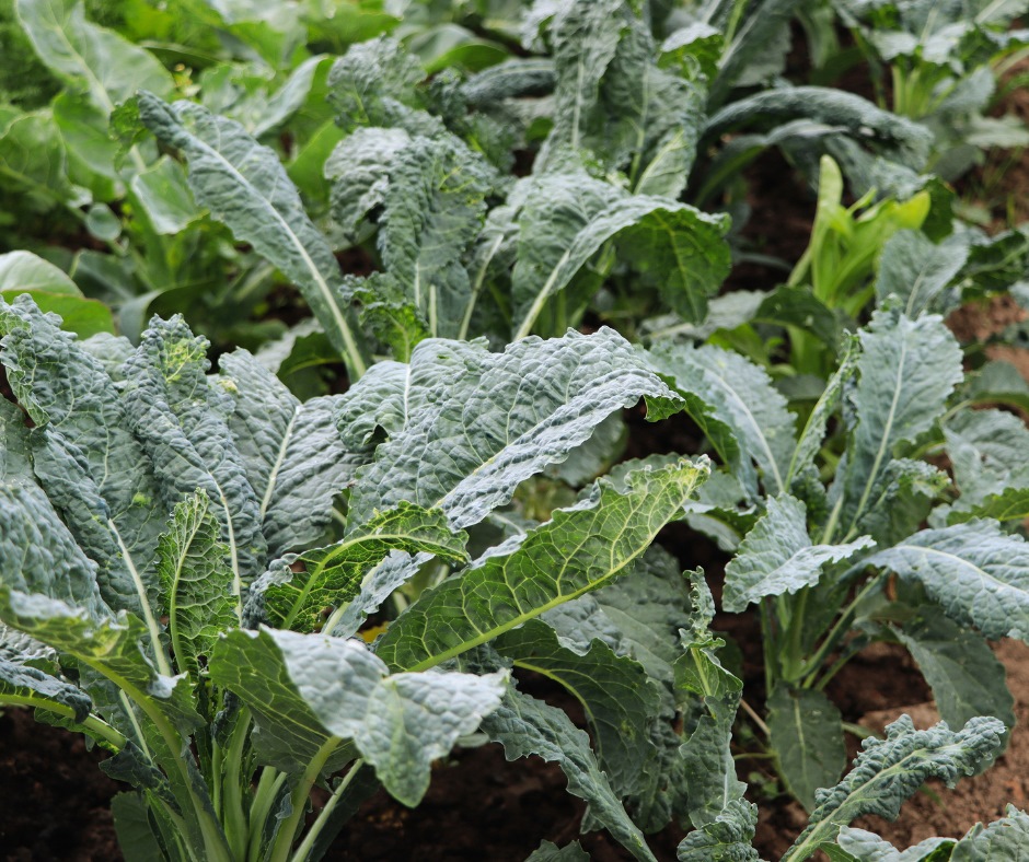 Kale Tuscan Seeds | Buy Kale Seeds Online | Yates Australia