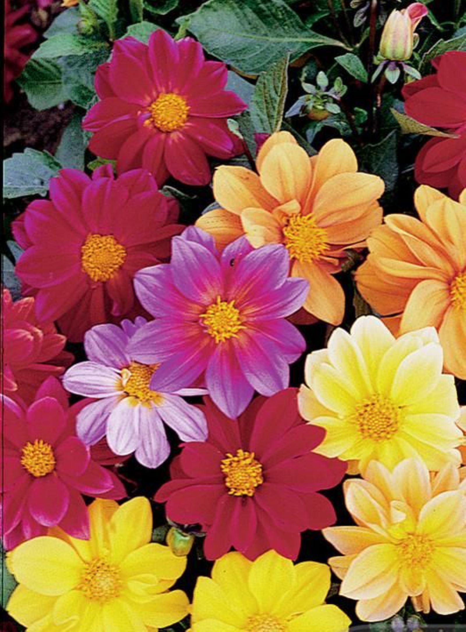 Dahlia Cinderella | Garden Seeds Yates Australia