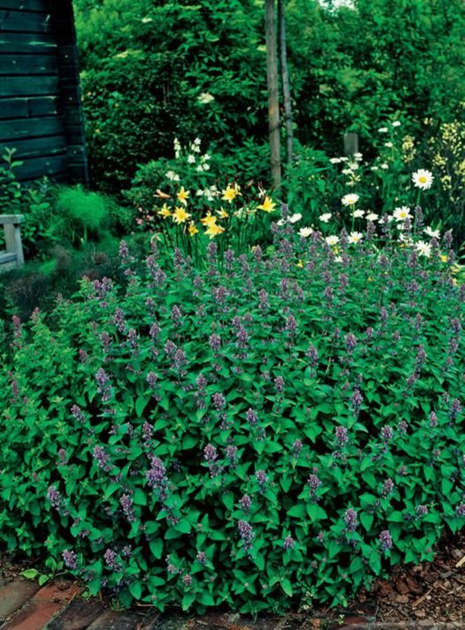 Catmint | Garden Seeds Yates Australia
