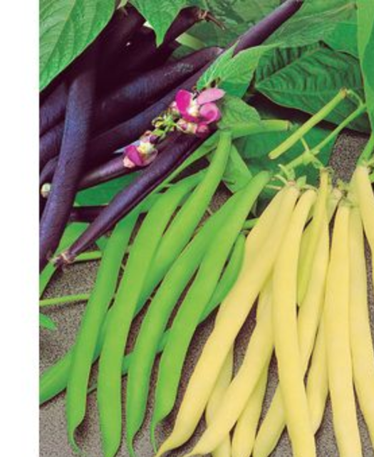Dwarf Beans Tricolour Mix | Garden Seeds Yates Australia