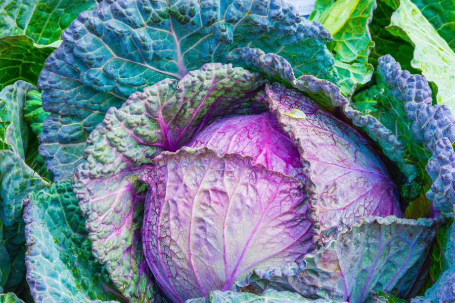Heirloom Cabbage Savoy Verona Seeds