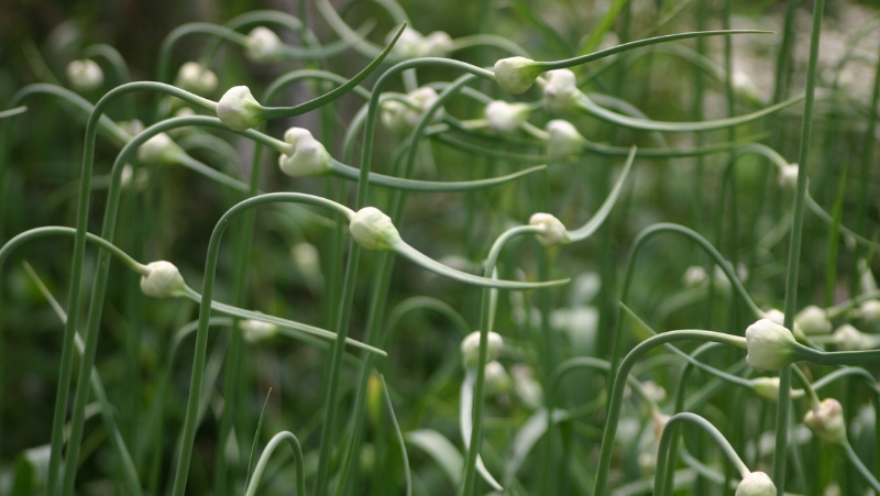 How to Grow Garlic | Yates Australia