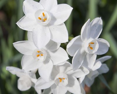How to Grow Jonquils | Yates Australia
