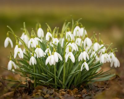 How to Grow Snowdrops | Yates Australia