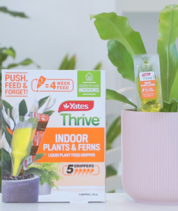 Yates Thrive Indoor Plants & Ferns Liquid Plant Food - 5 Drippers X 30mL