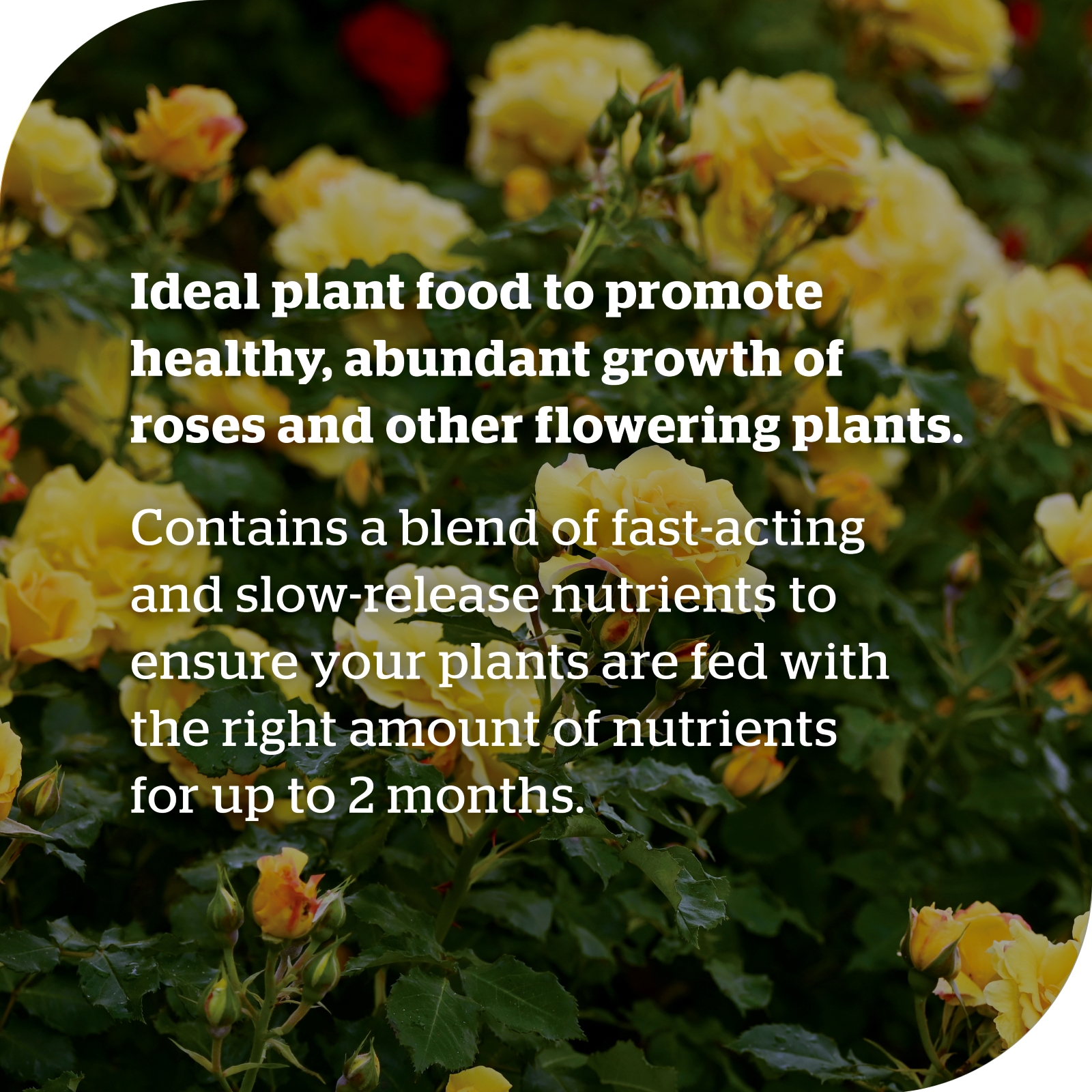 Yates 3kg Dynamic Lifter Roses & Flowers Pelletised Plant Food