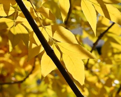 How to grow Golden Ash - Yates