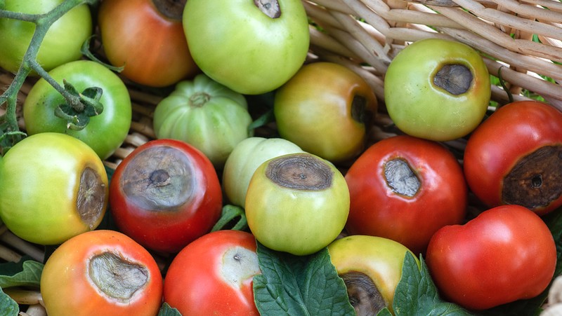 How to Get Rid of Black Rot in Your Garden | Yates Australia