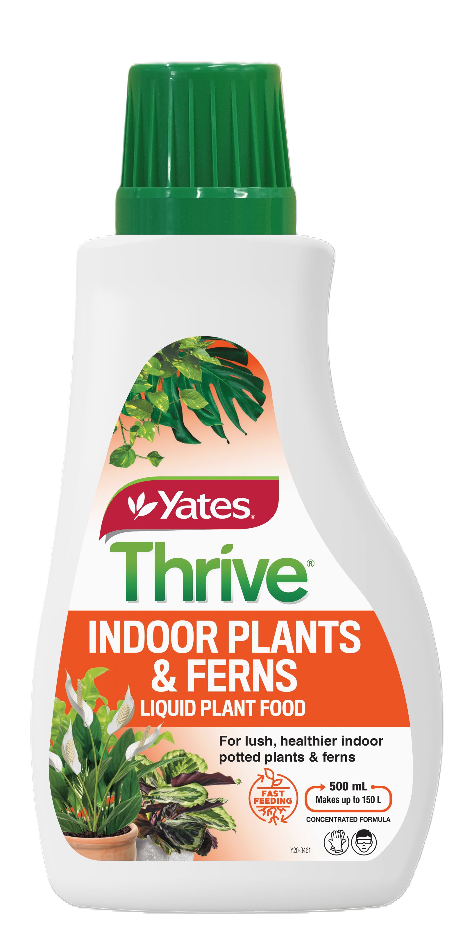 How to Grow Happy Plant | Yates Australia