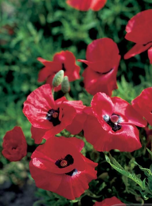 Poppy Flanders Red | Garden Seeds Yates Australia