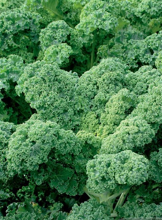 Kale Tuscan Seeds | Buy Kale Seeds Online | Yates Australia