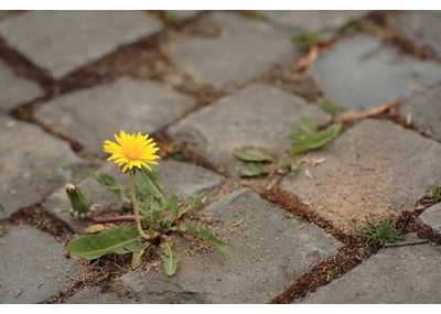 Frequently Asked Questions - Weed Control