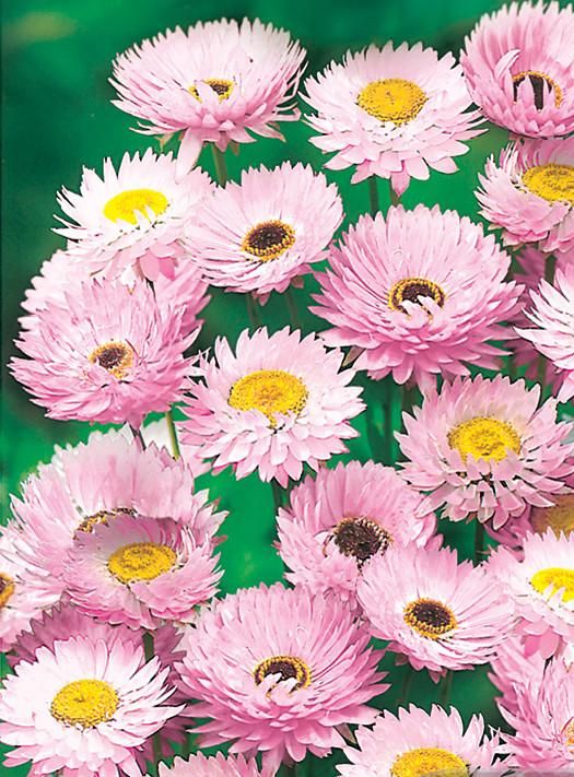 Pink Paper Daisy | Garden Seeds Yates Australia