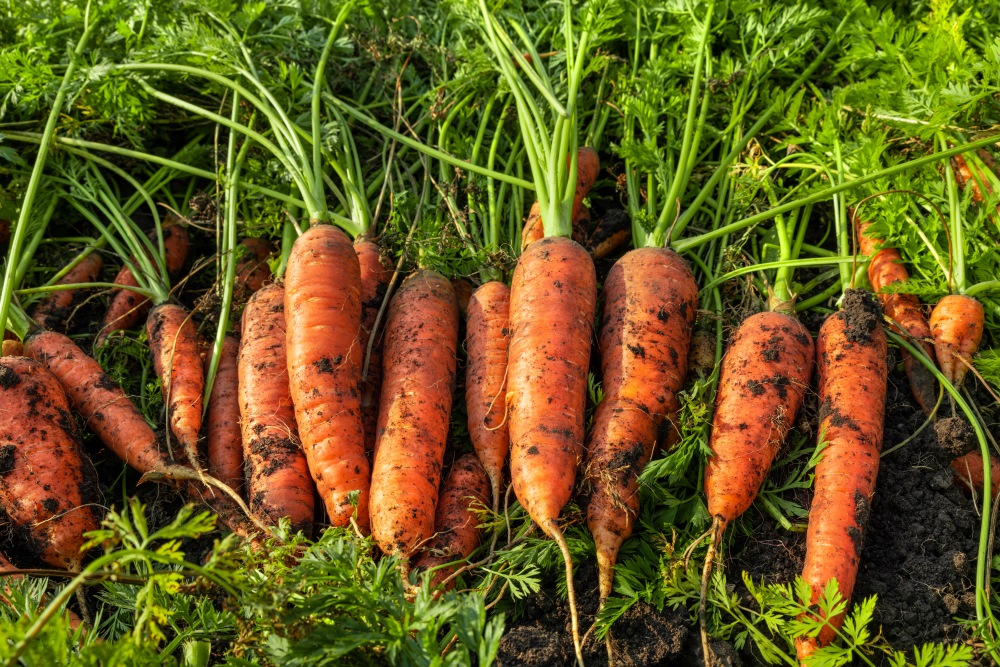 How to Grow Carrots | Yates Australia