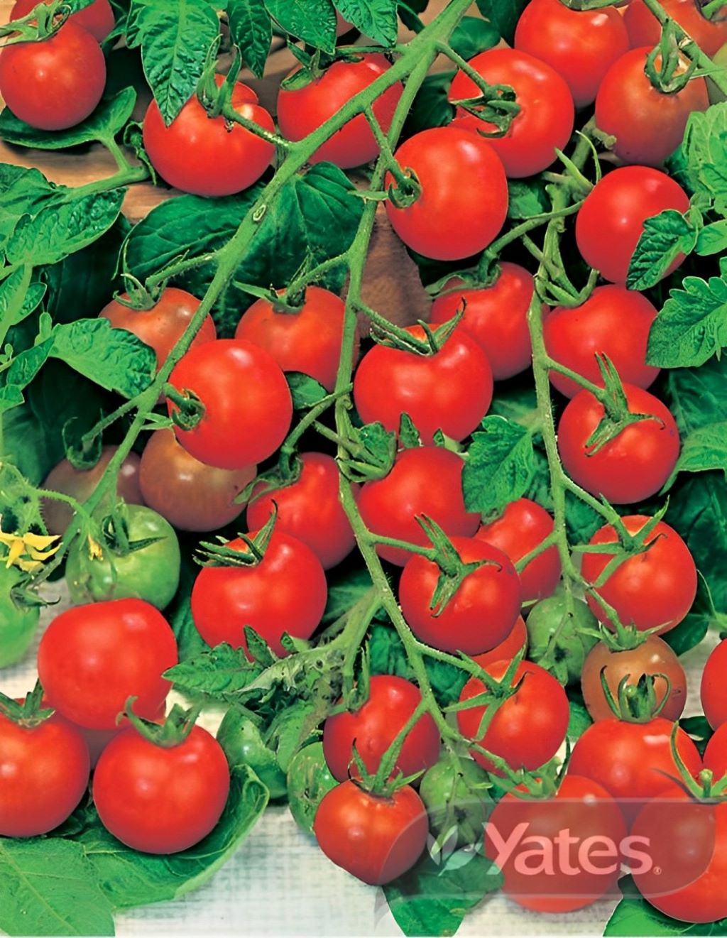 Tomato Sweet Bite | Garden Seeds Yates Australia