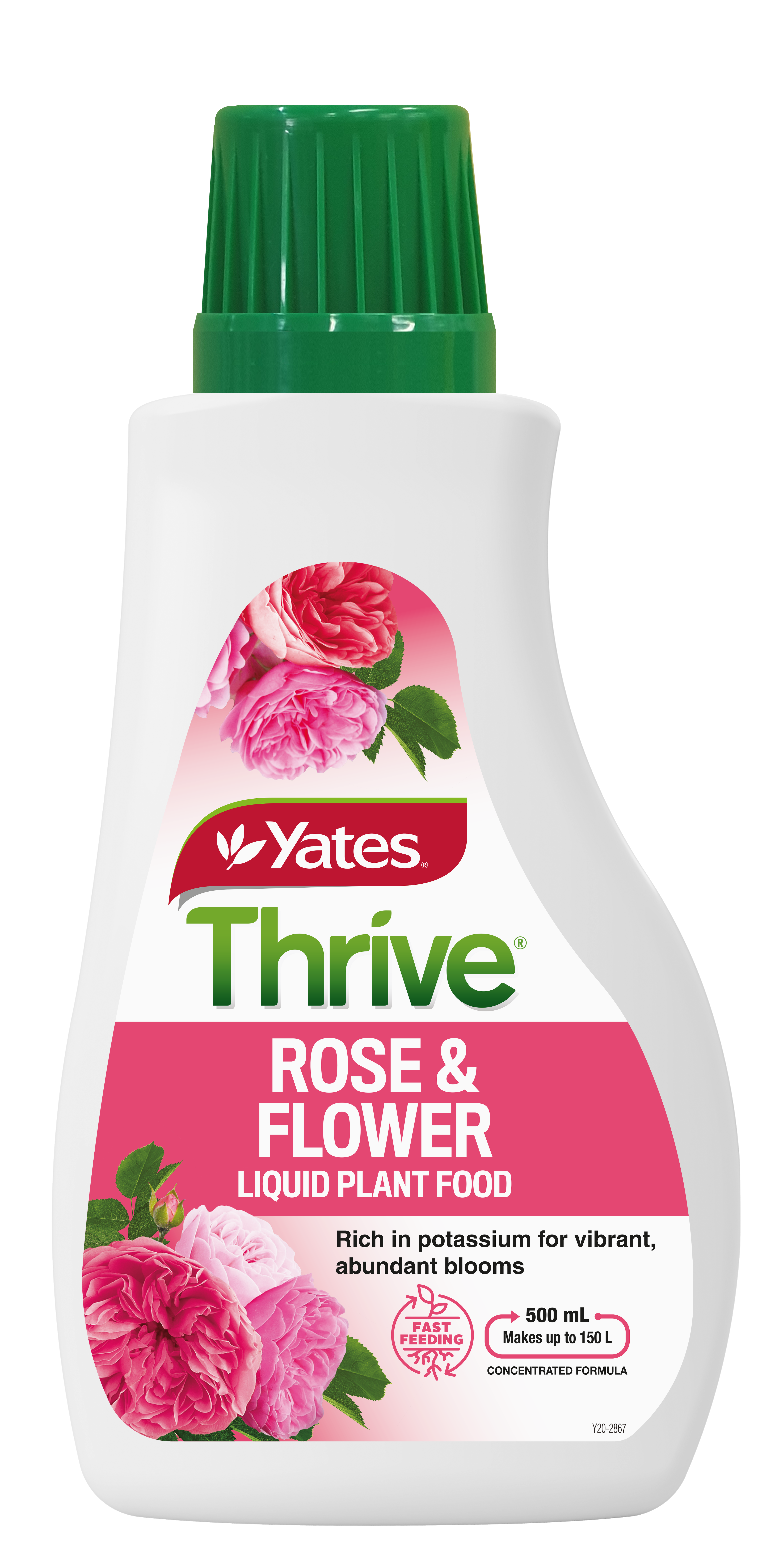 How to Grow Roses | Yates Australia