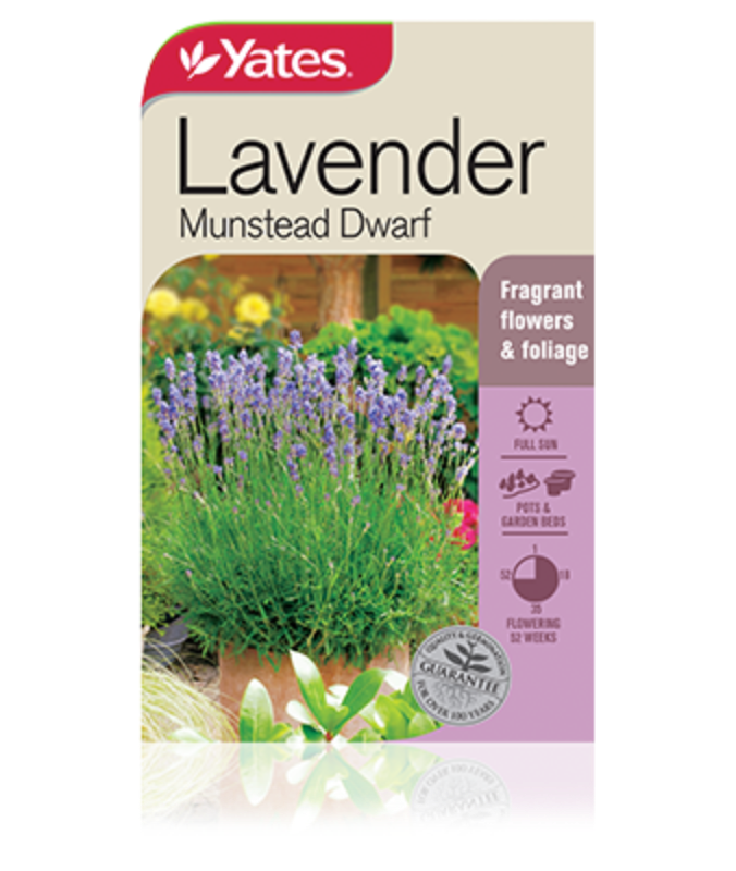 Lavender Munstead Dwarf | Garden Seeds Yates Australia