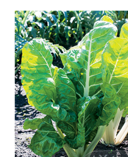 Silverbeet Perpetual Green | Garden Seeds Yates Australia
