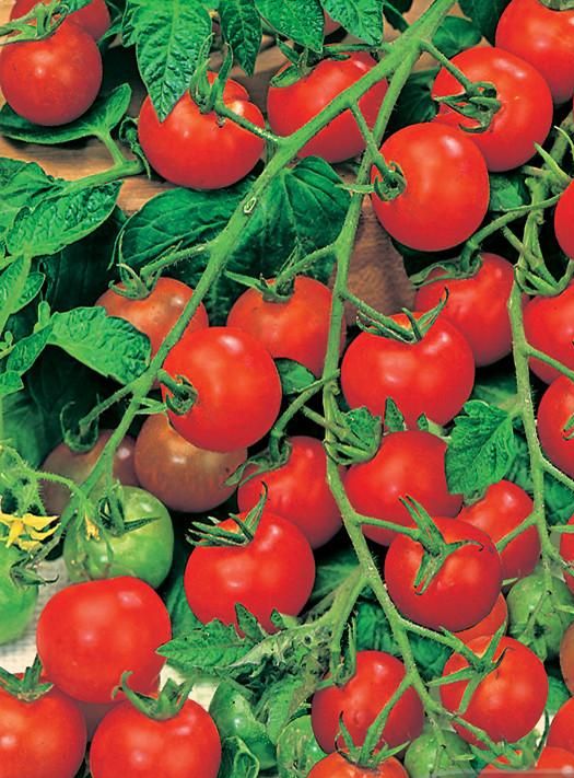 Tomato Sweet Bite | Garden Seeds Yates Australia