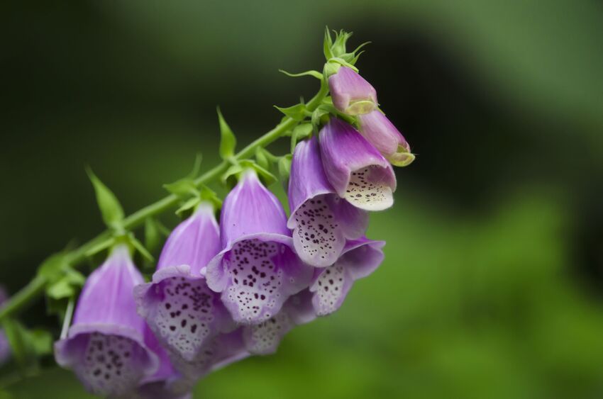 Foxglove Foxy | Garden Seeds Yates Australia