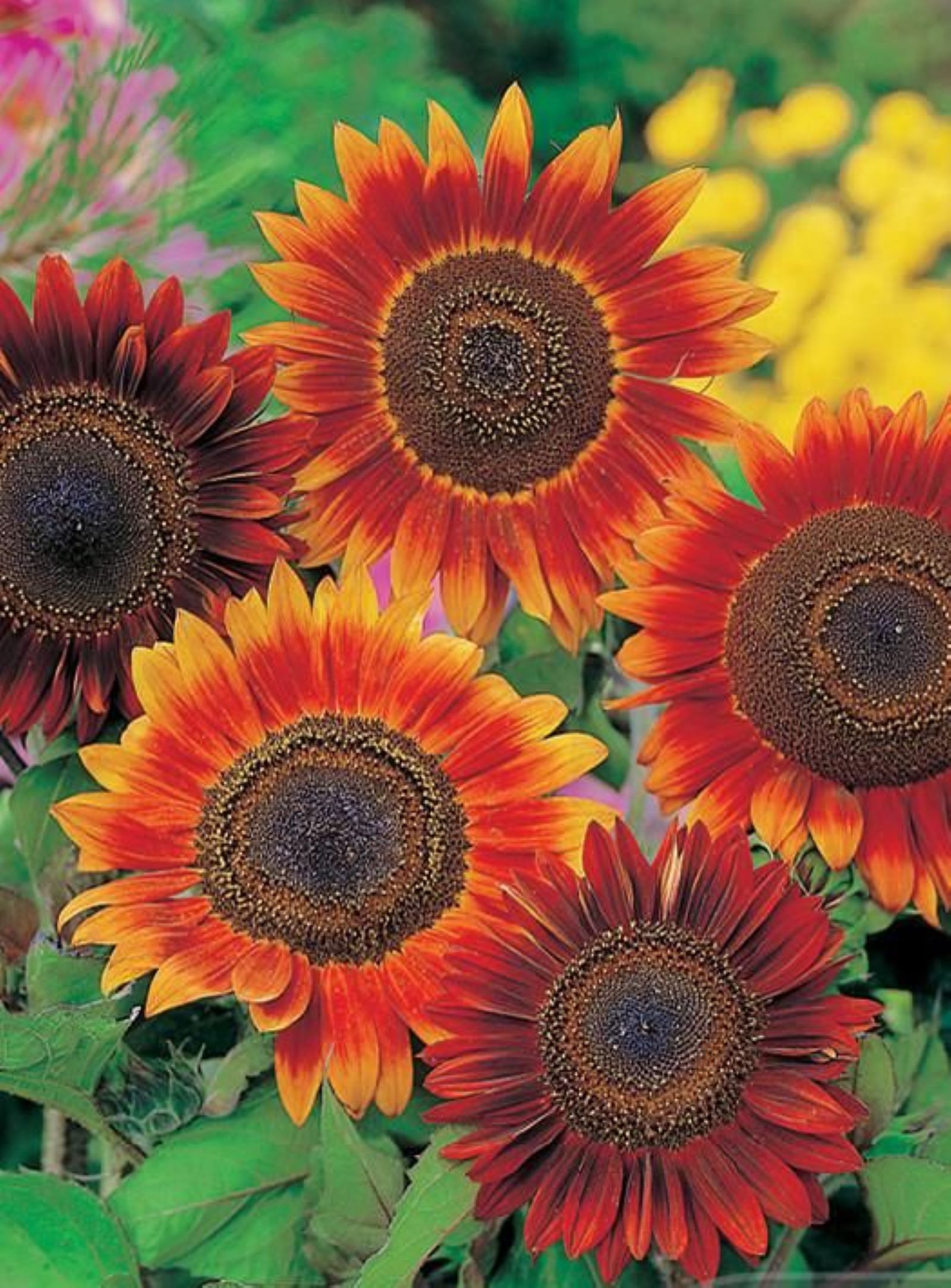 Sunflower Bronze Shades | Garden Seeds Yates Australia