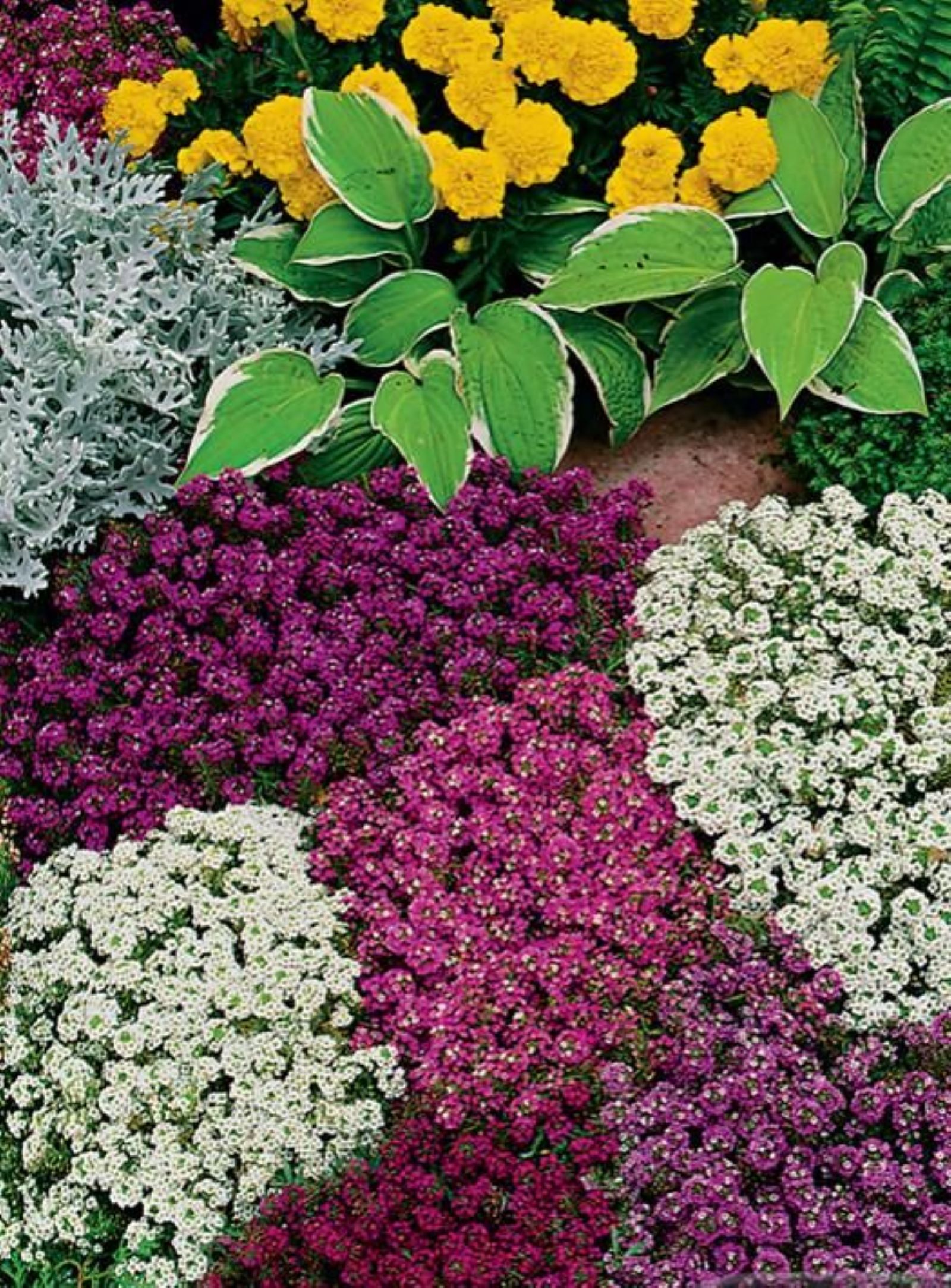 Alyssum Cameo Mixture | Garden Seeds Yates Australia