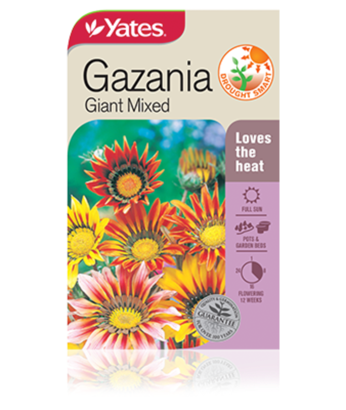 How to Grow Gazania | Yates Australia