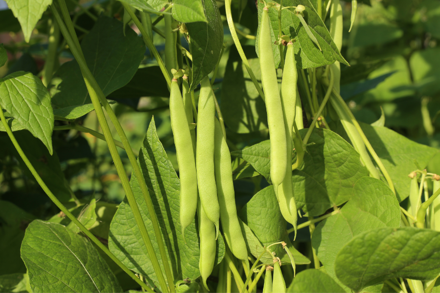 Heirloom Beans Dwarf Brown Beauty Seeds
