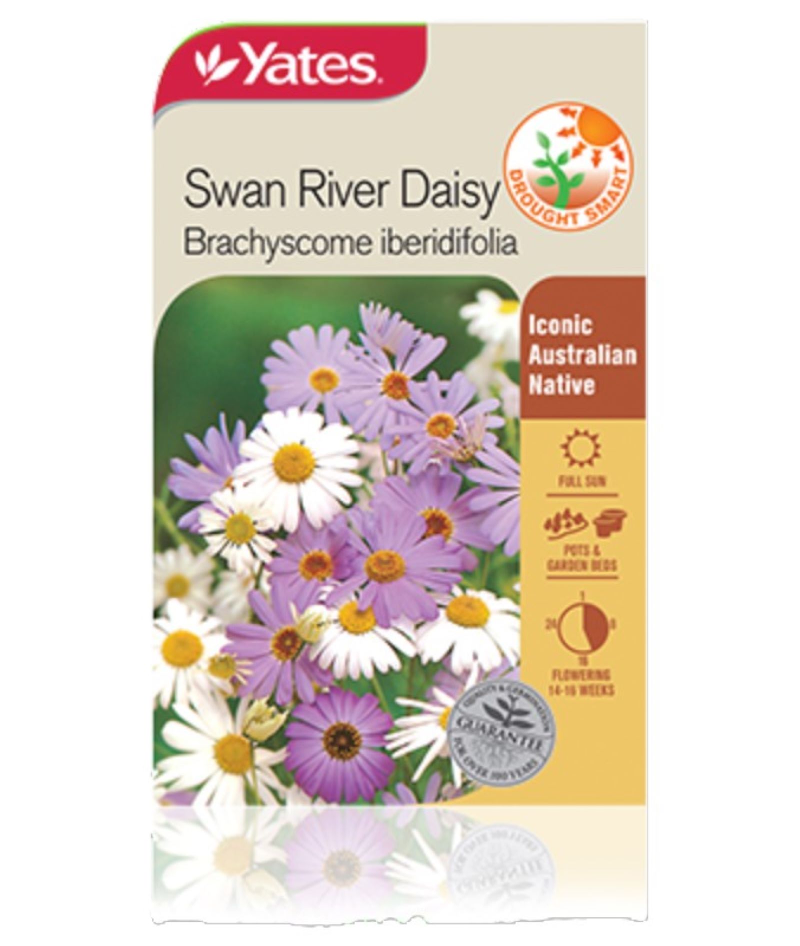 Swan River Daisy | Garden Seeds Yates Australia