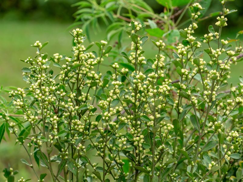 Learn How to Get Rid of Weeds in Your Garden | Yates Australia