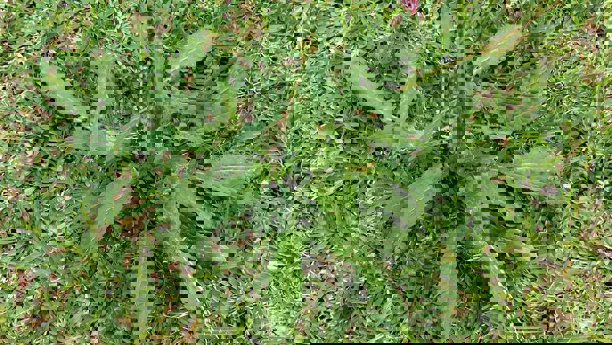 How to Get Rid of Sorrel in Your Lawn & Garden | Yates Australia