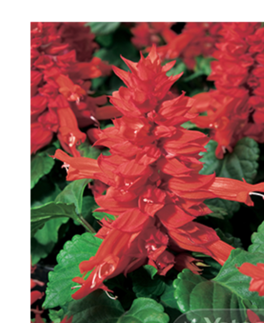 Salvia Dwarf Scarlet | Garden Seeds Yates Australia