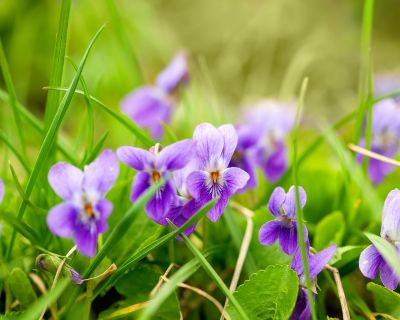 How to Grow Sweet Violet | Yates Australia