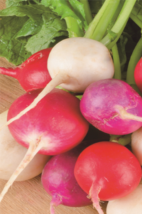 Radish Confetti Mix | Garden Seeds Yates Australia