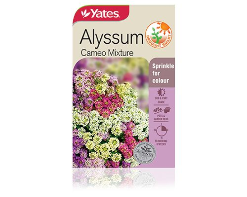 How to Grow Alyssum | Yates Australia