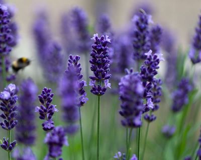 Spring Gardening Calendar