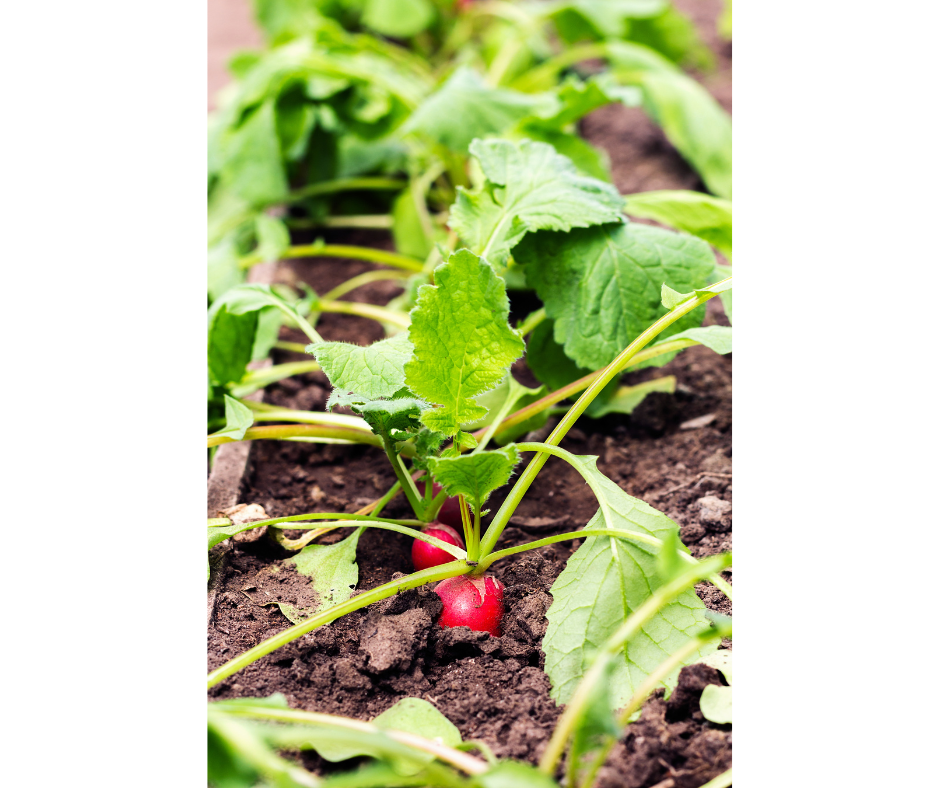 Heirloom Radish French Breakfast Seeds