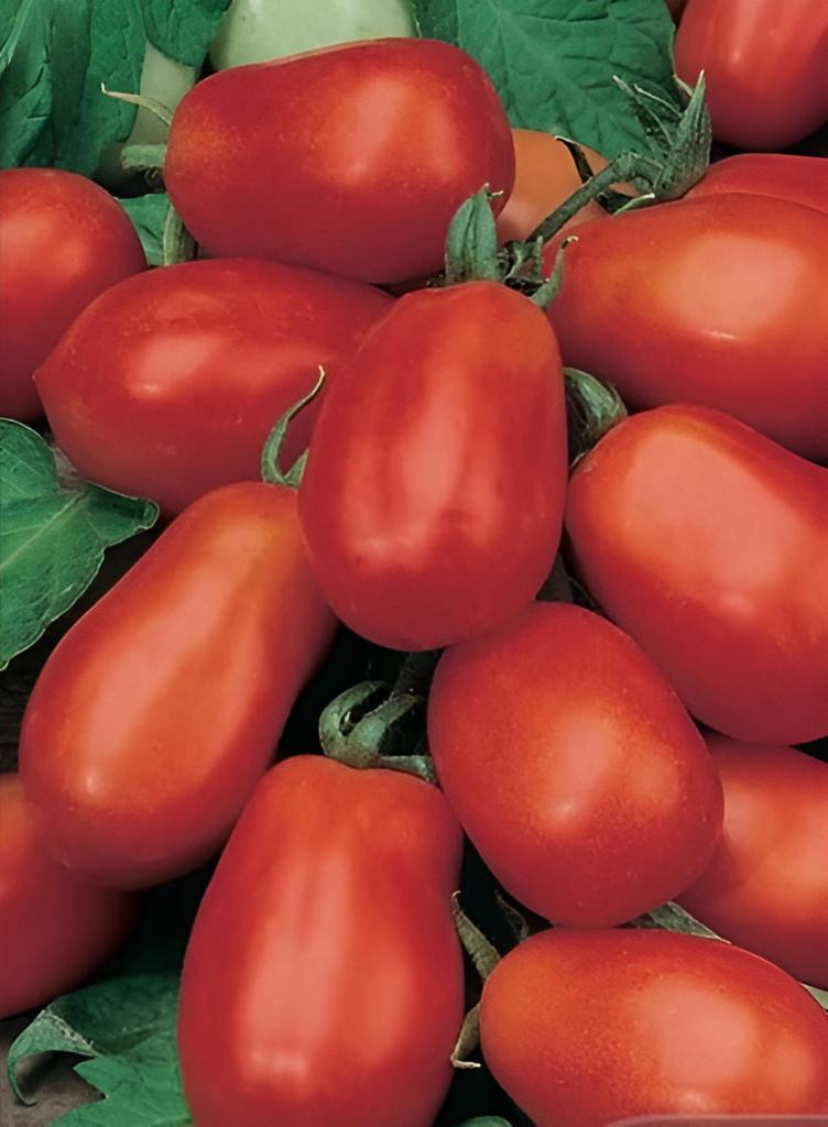 Tomato Roma | Garden Seeds Yates Australia